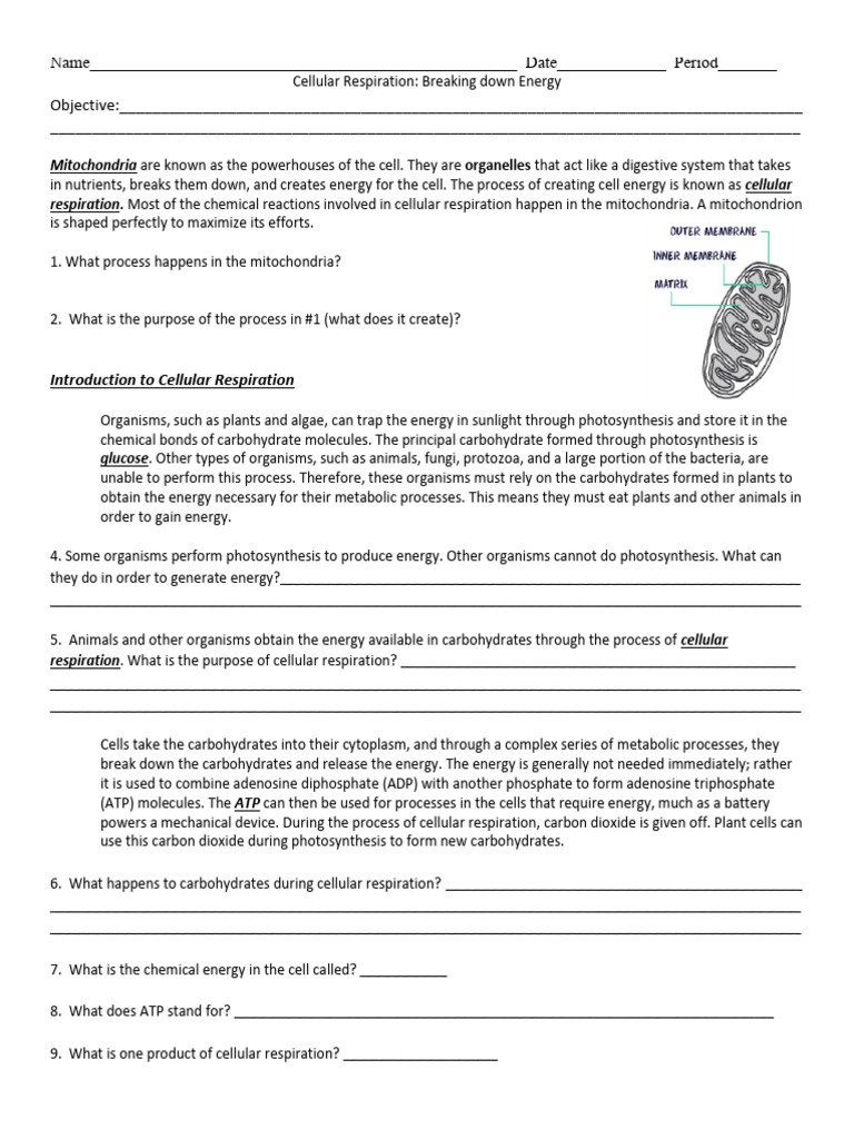 Cellular+Respiration+Intro | PDF | Cellular Respiration | Photosynthesis