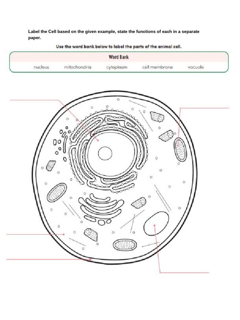 Label the Cell Activity | PDF