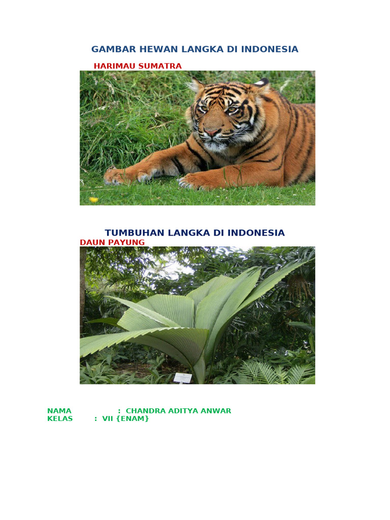 Gambar Hewan Langka Di Indonesia | PDF