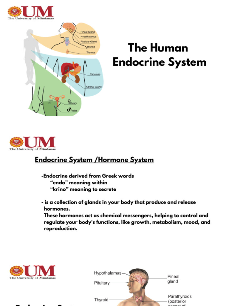 Endocrine System | PDF | Endocrine System | Hormone