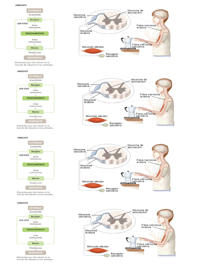 3 - Dibujos Estimulo Rta. | PDF