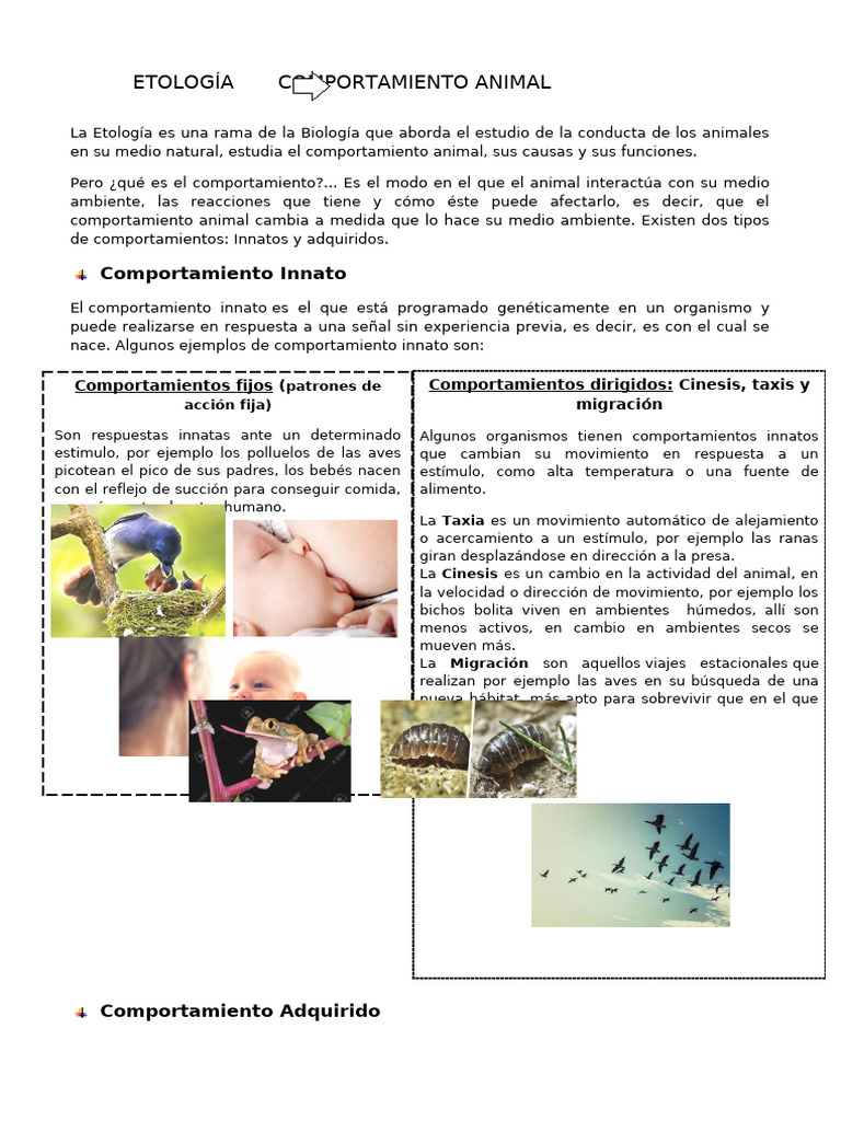 6 A - Comportamiento Animal Info y Actividad | PDF | Comportamiento ...