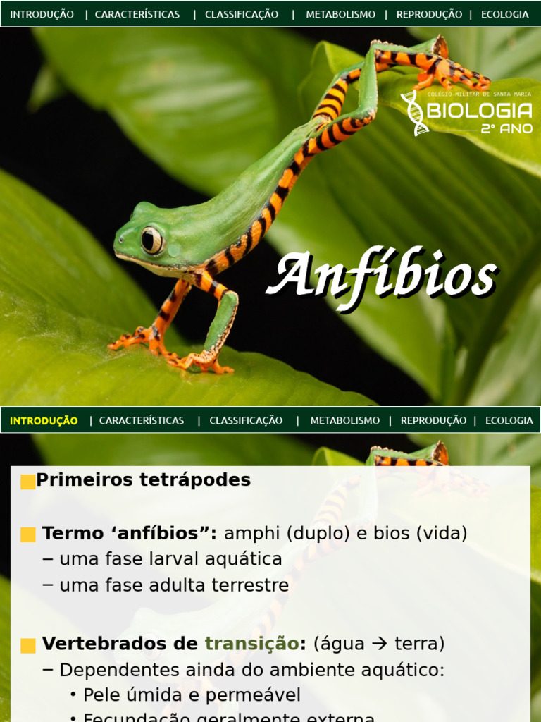 Características dos Anfíbios | PDF | Sapo | Anfíbio