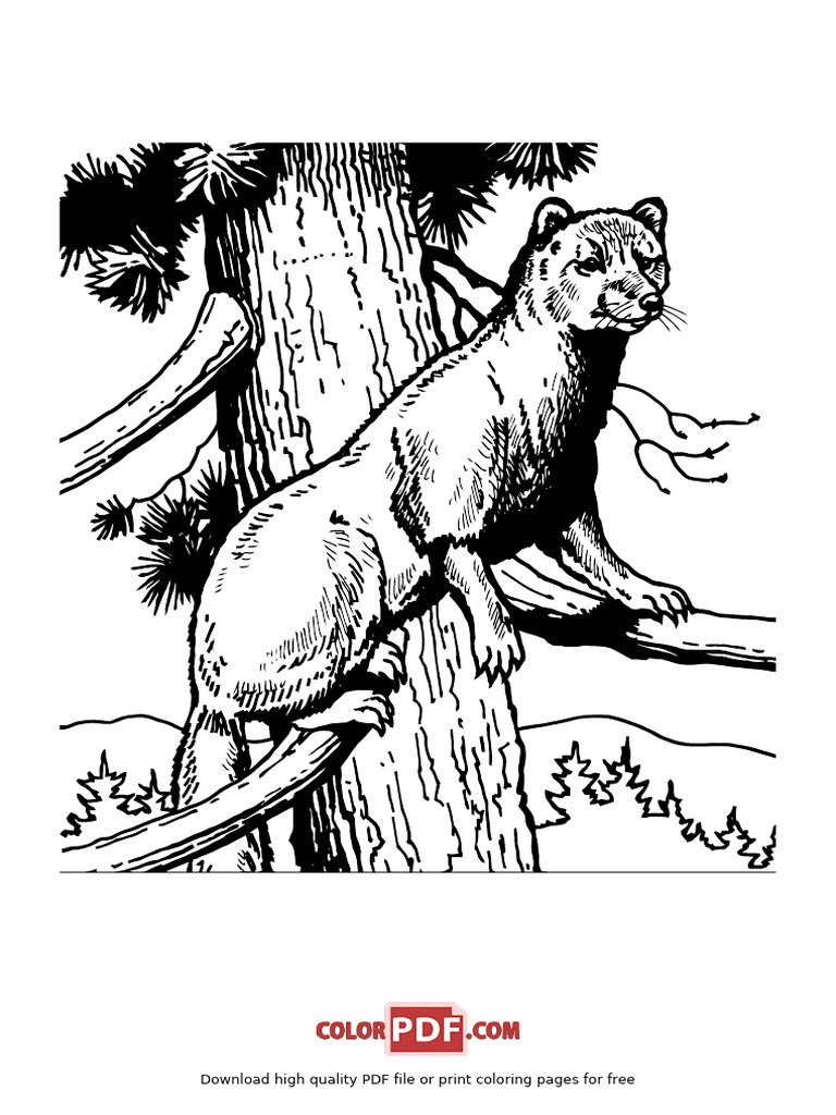 puma para colorear | PDF