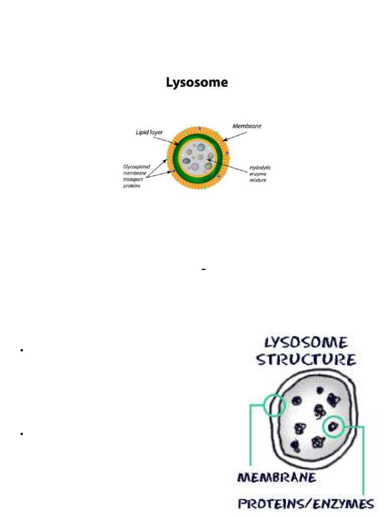 Z (H) Ii Lysosomes | PDF | Lysosome | Autophagy