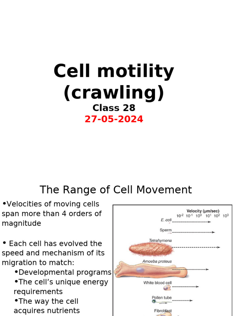 Understanding Cell Motility Mechanisms | PDF | Extracellular Matrix | Actin
