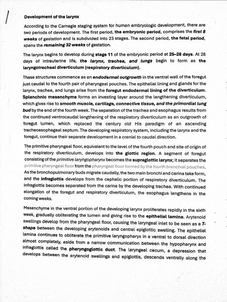 Development of the larynx | PDF