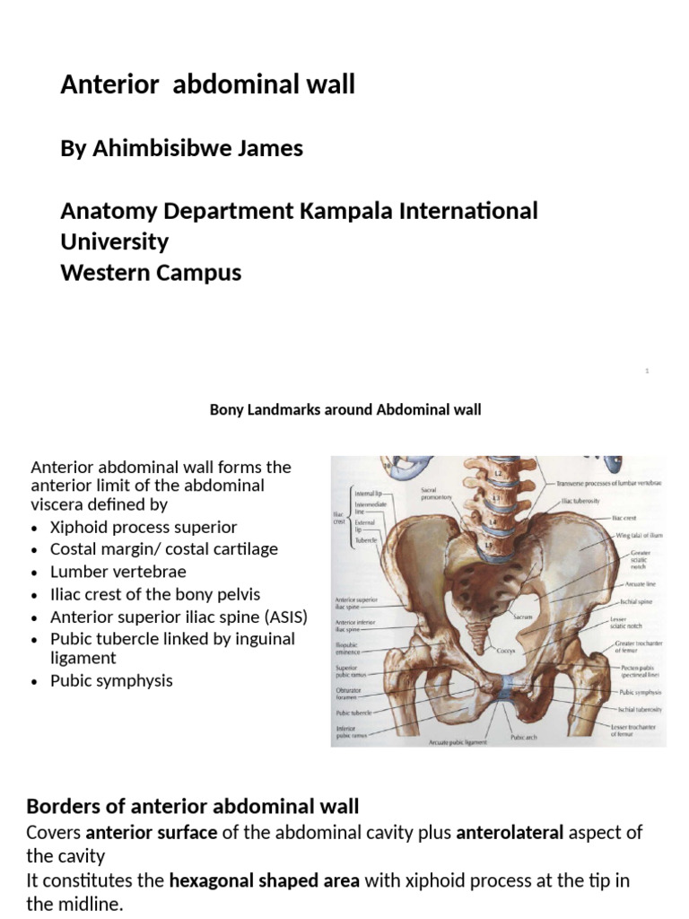Anatomy of the Anterior Abdominal Wall | PDF | Abdomen