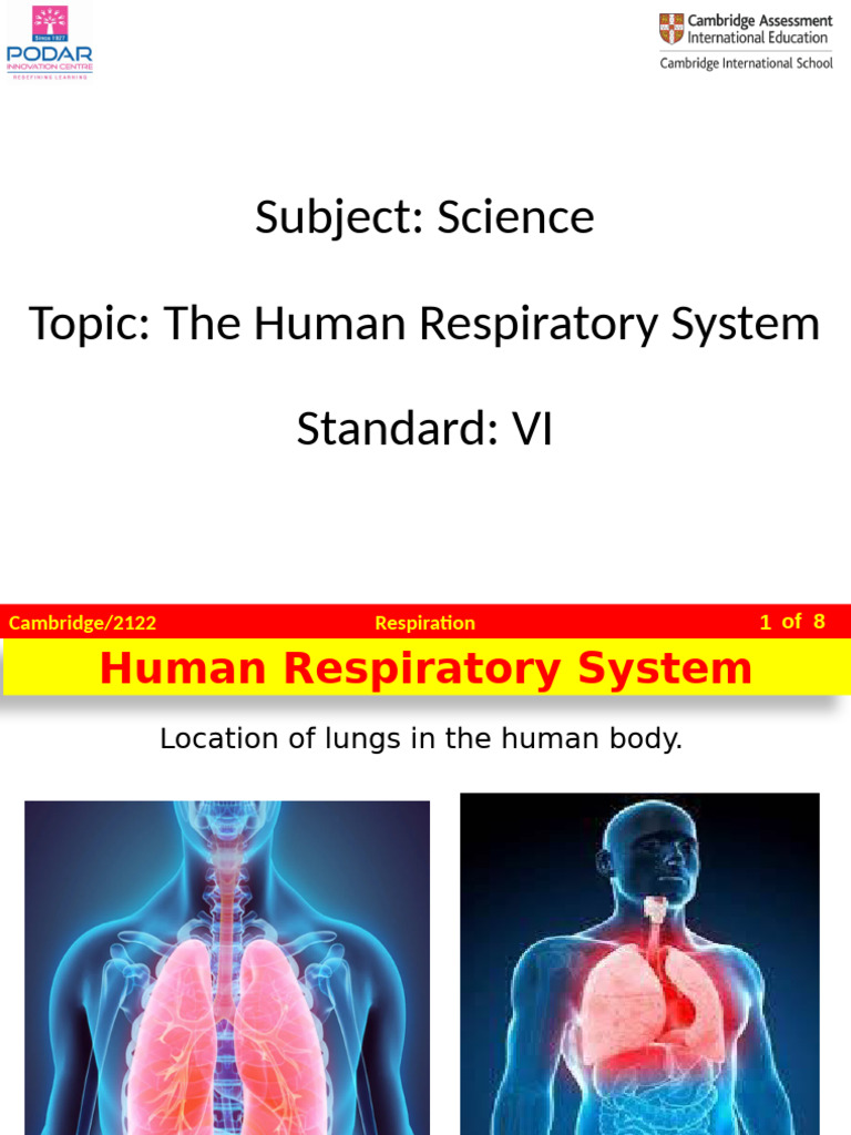 Human Respiratory System Overview | PDF