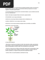 Limbo | PDF | Hoja | Botánica