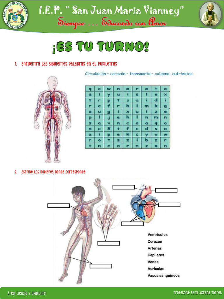 02 - Sistema Circulatorio | PDF