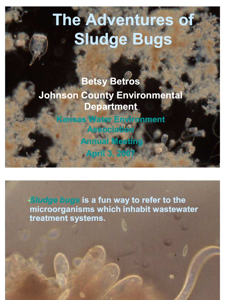Adventures of Sludge Bugs | PDF | Microorganism | Bacteria