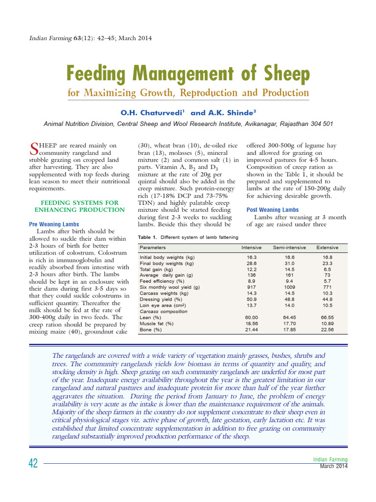 Sheep Feeding Management for Growth | PDF | Sheep | Agriculture