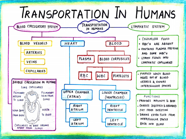 Transportation in Humans Mind Map | PDF