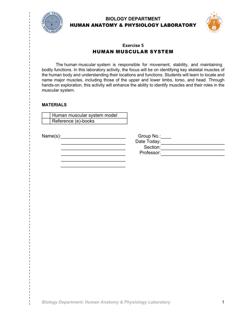 Lab Activity 5 Human Muscular System | PDF | Anatomy | Human Body