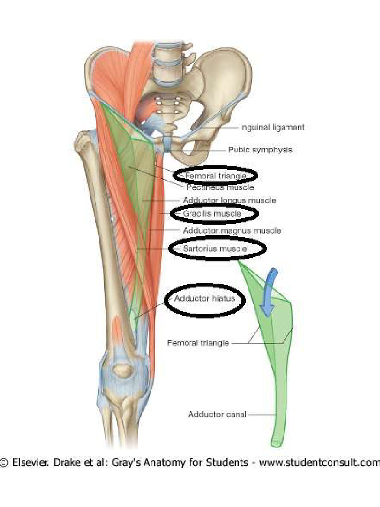 Practical Anatomy Pdf