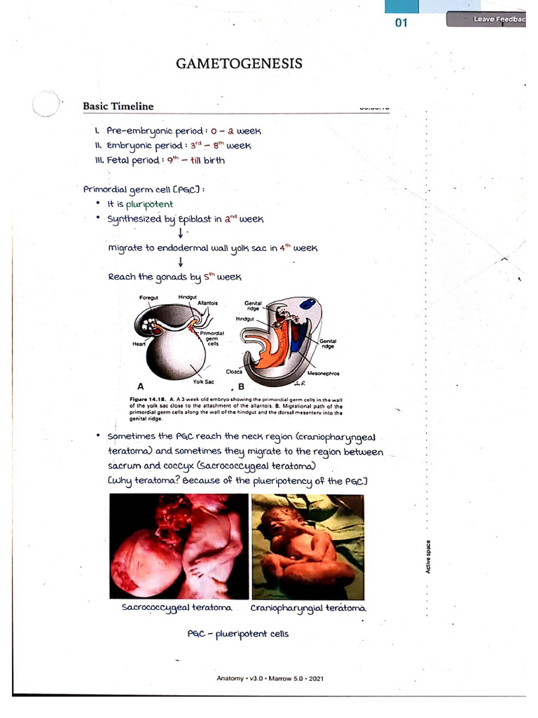 Marrow Ed5 Anatomy | PDF