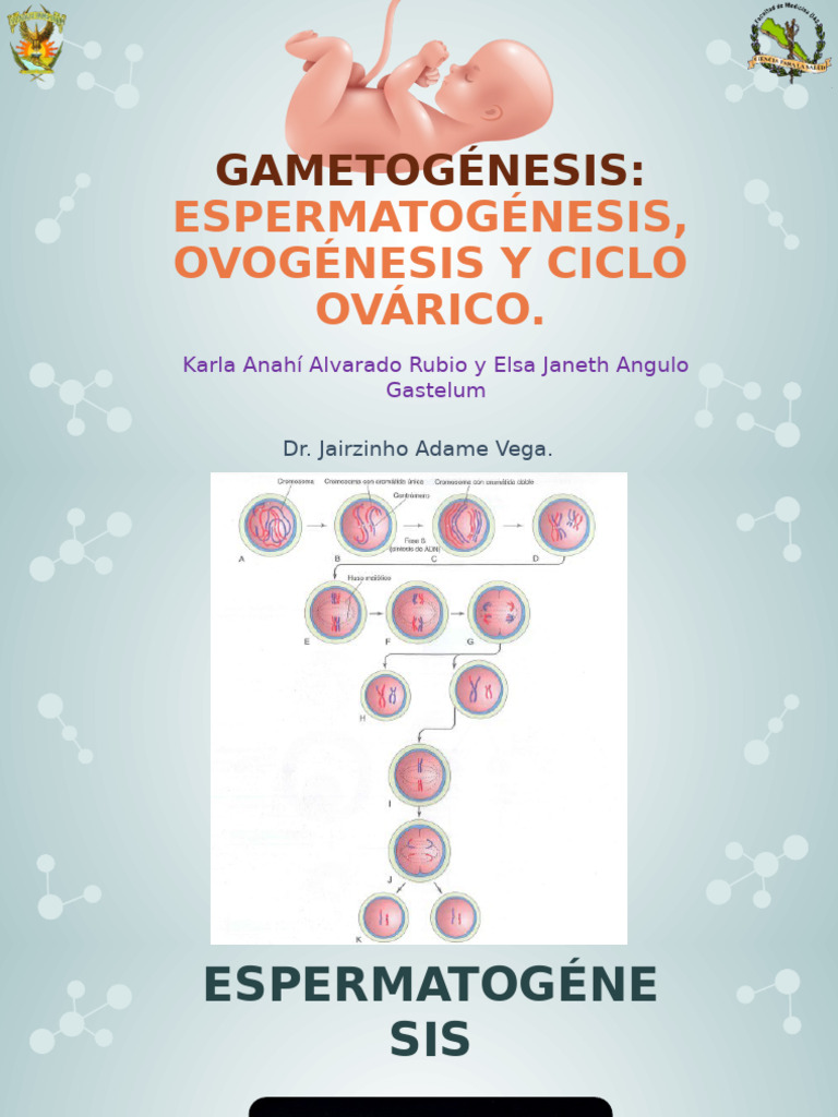 Gametogénesis, Espermatogénesis, Ovogénesis, Ciclo Ovárico y Menstrual | PDF | Ovario | Ciclo ...