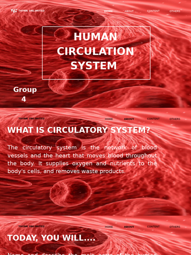 Circulatory System G4 Bio | PDF | Artery | Blood Vessel