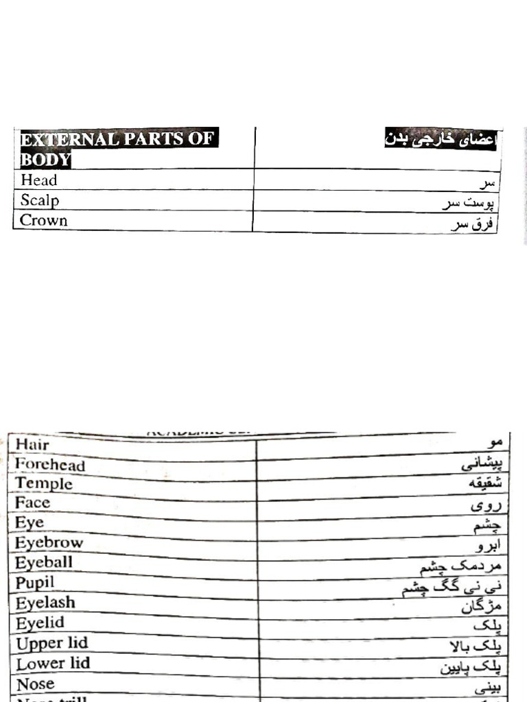 External Parts of The Body | PDF