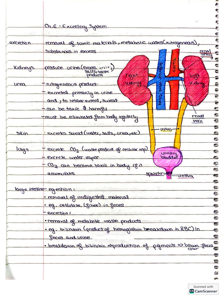 Bio Ch6 | PDF