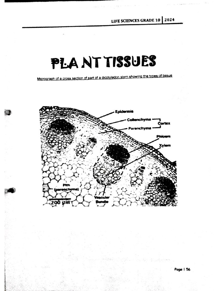 Plant Tissue Grade 10 | PDF