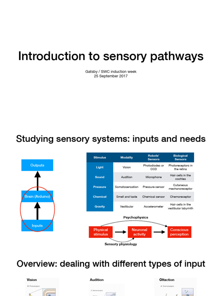 Introduction To Sensory Pathways | PDF | Visual Cortex | Visual System