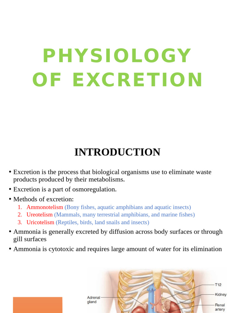 Physiology of Excretion and Urine Formation | PDF | Kidney | Urinary System