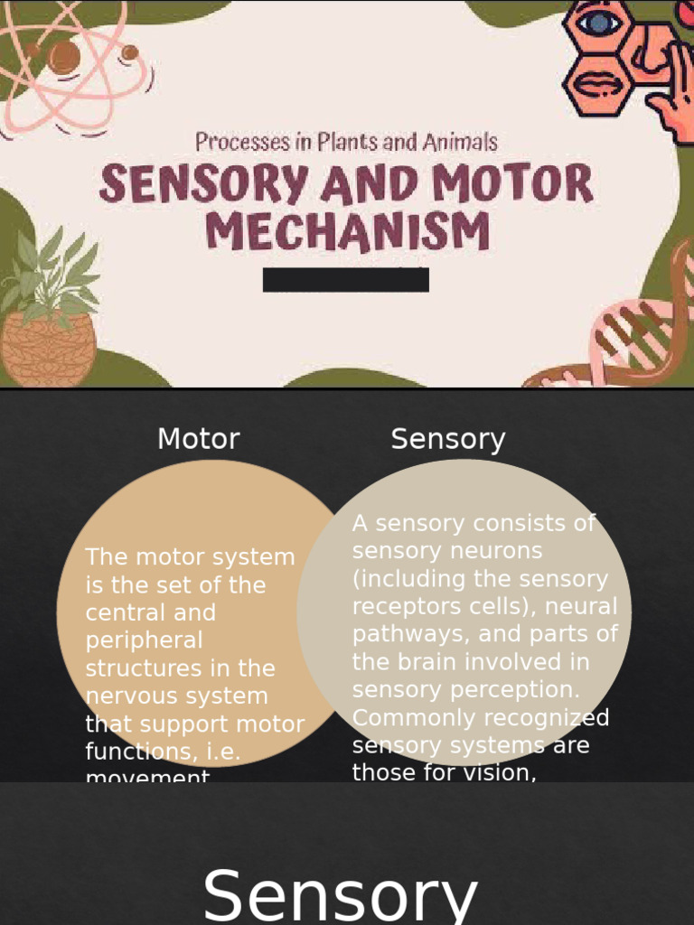 SENSORY-AND-MOTOR-MECHANISM | PDF | Stimulus (Physiology) | Senses