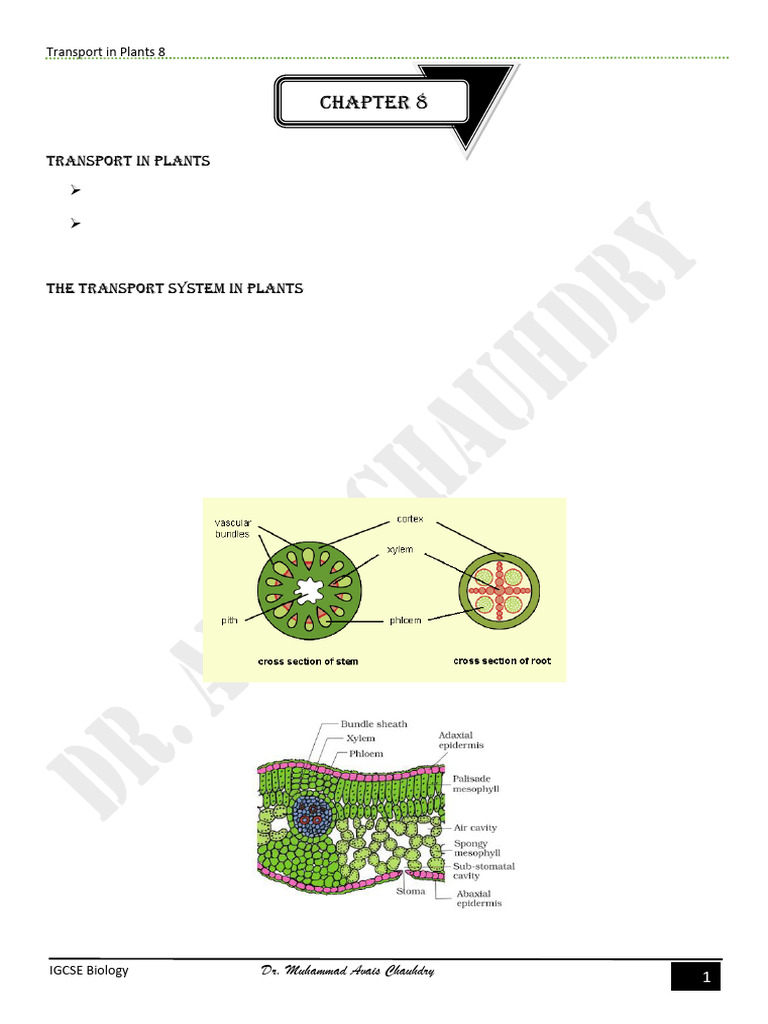 CH 8 Transport in Plants | PDF | Root | Tissue (Biology)