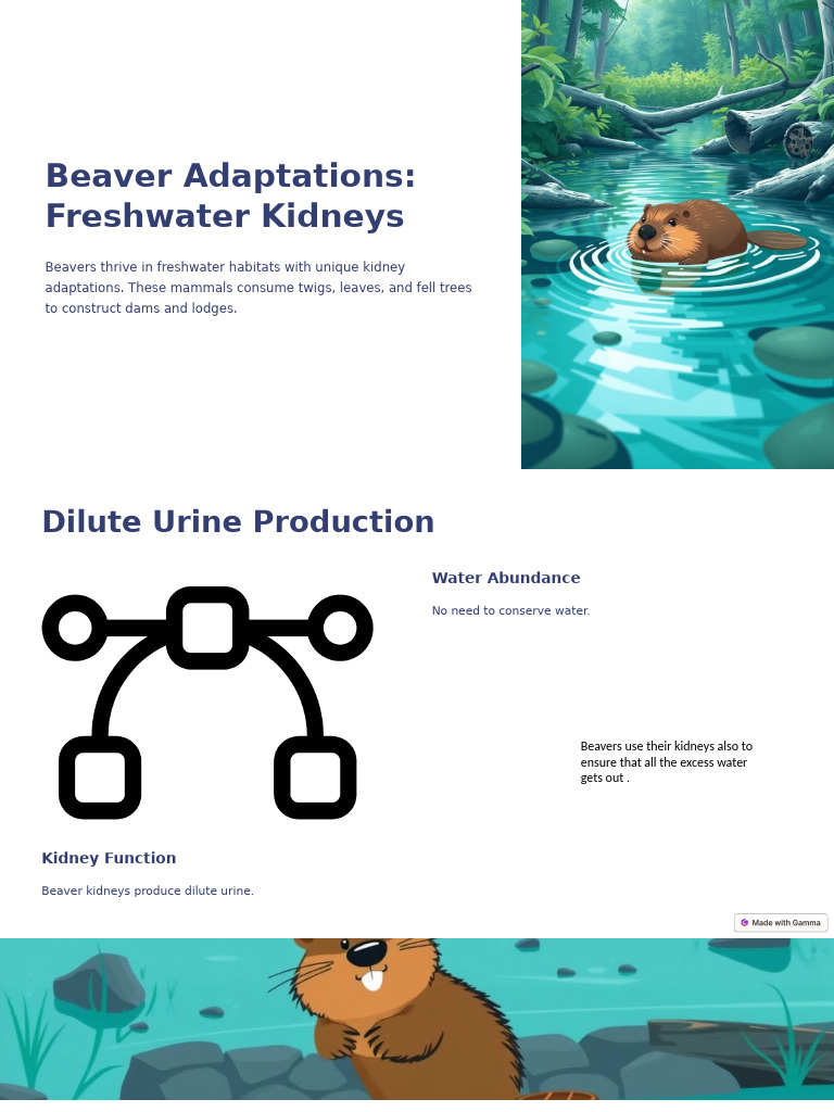 Beaver Adaptations Freshwater Kidneys | PDF