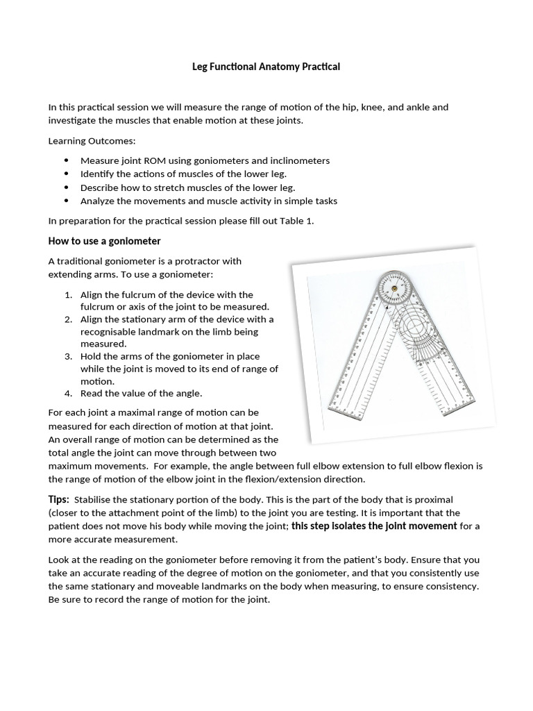 Functional Anatomy Pelvis and Leg Updated v4 For 2024 | PDF ...