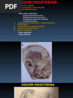 Anatomía de la Región Maseterina | PDF | Salud y bienestar