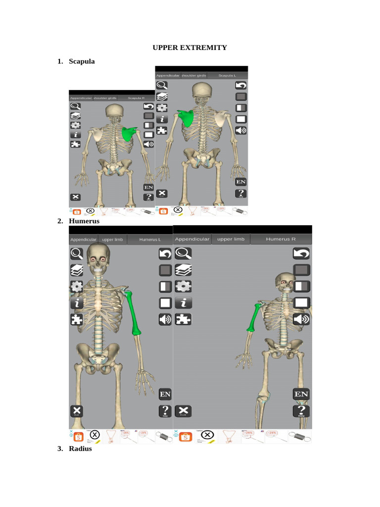 Upper Extremity | PDF