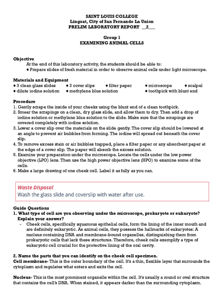 Examining Animal Cell - Slide Prep | PDF | Cell (Biology) | Staining
