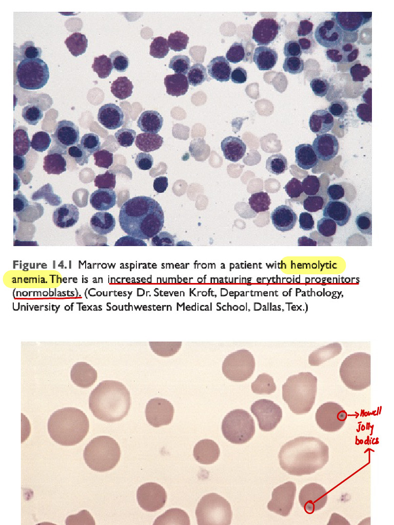 4. RBCs and Platelets | PDF