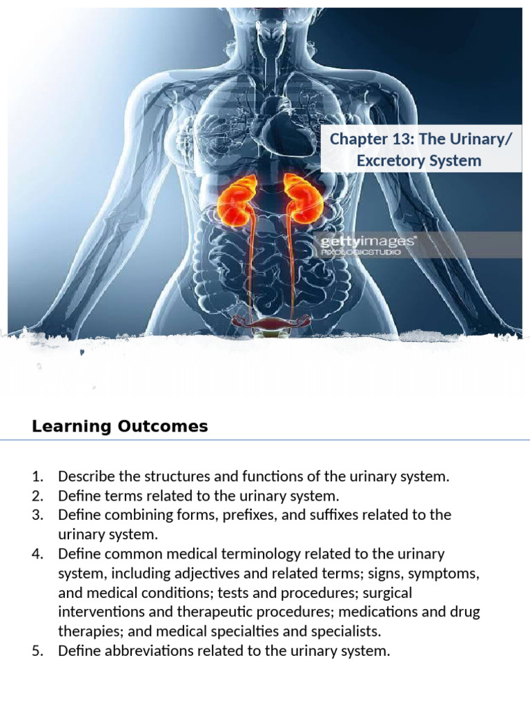 Chapter - 13-1 (Autosaved) | PDF | Kidney | Urinary System