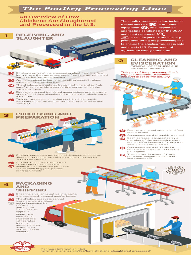 NCC - Infographic Poultry Processing Line How Chickens Slaughtered ...