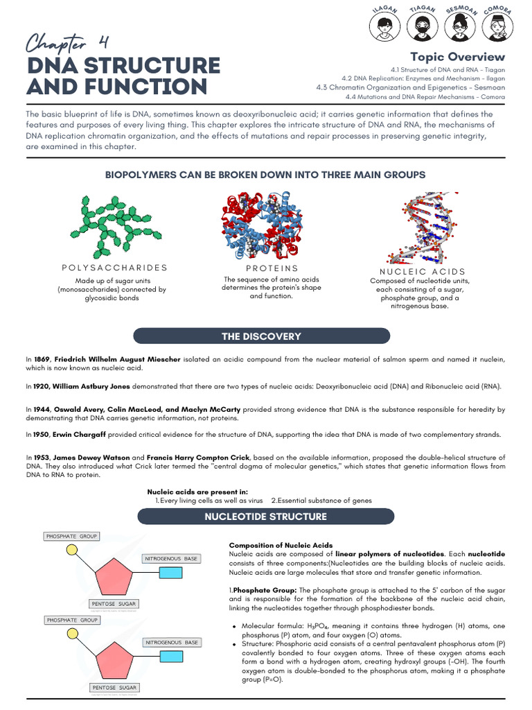 DNA Structure and Function Overview | PDF | Dna | Nucleic Acids