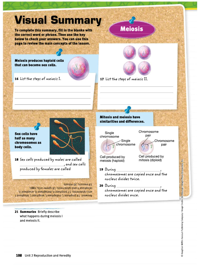 Lesson Review & Visual Summary Meiosis | PDF