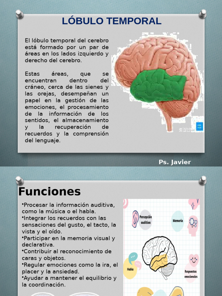 Diapositivas Javier y Tahydytthernandez | PDF | Lóbulo temporal | Corteza Insular