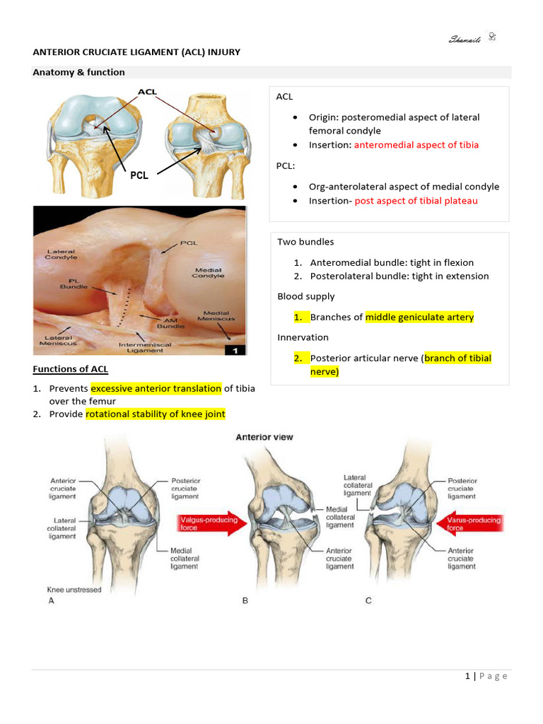 Anterior Cruciate Ligament | PDF | Knee | Musculoskeletal Disorders