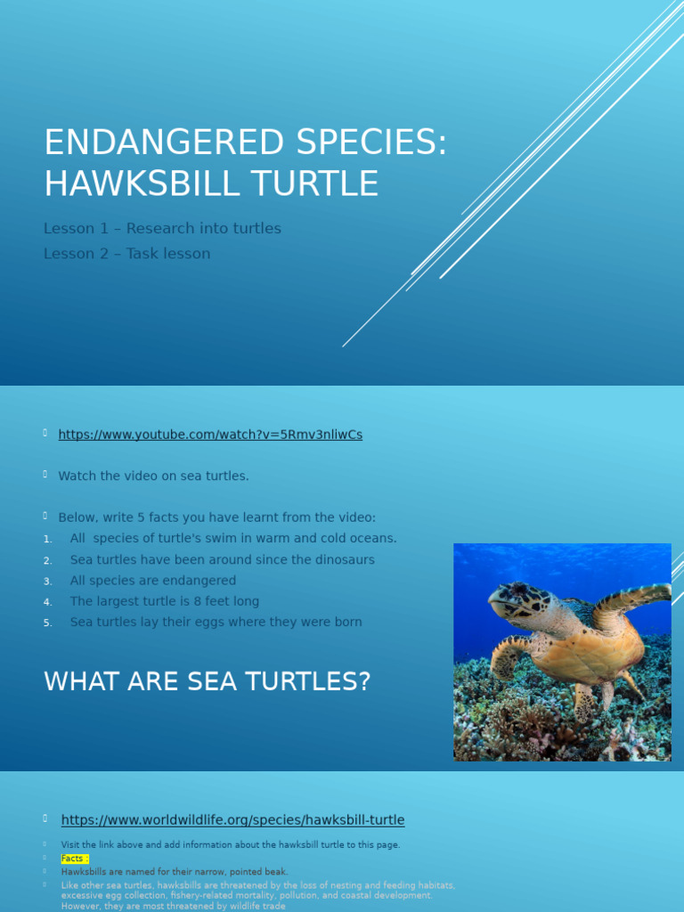 Hawksbill Turtle QNV Lesson 1-1 | PDF | Sea Turtle | Turtle
