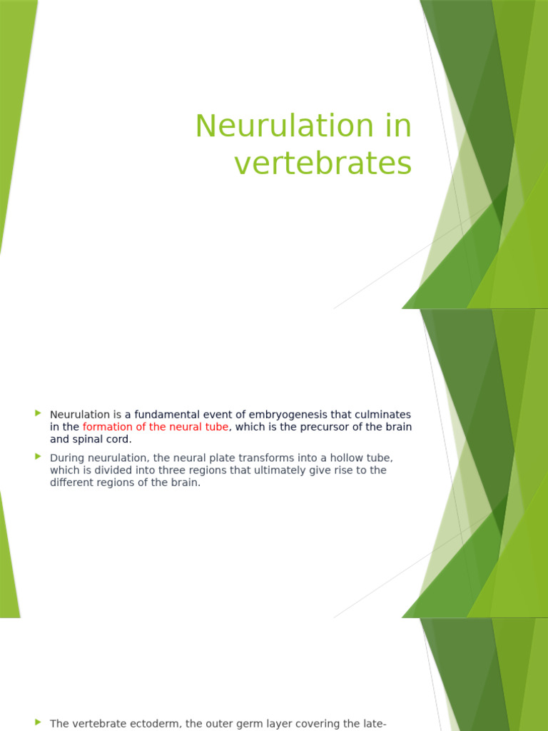 Neurulation and Neural Tube Defects | PDF | Nervous System | Neuroscience