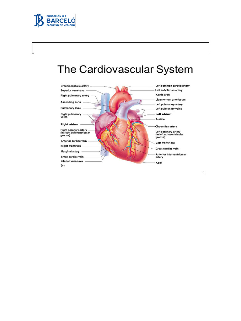 Ud2 - Tema5 - VOCABULARY Cardiovascular System | PDF