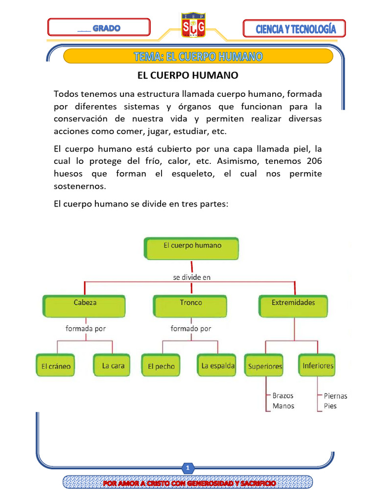 Actividades sobre el Cuerpo Humano 2° Grado | PDF