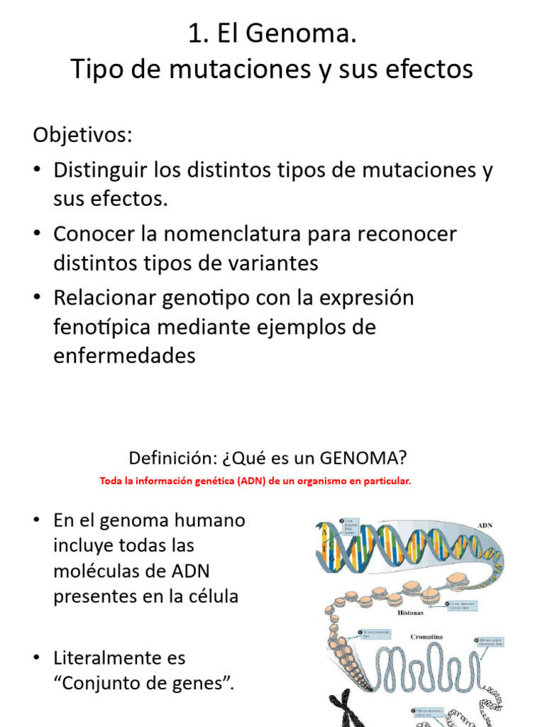 B Clase Genoma y Mutaciones - 23 | PDF | Gene | Messenger Rna