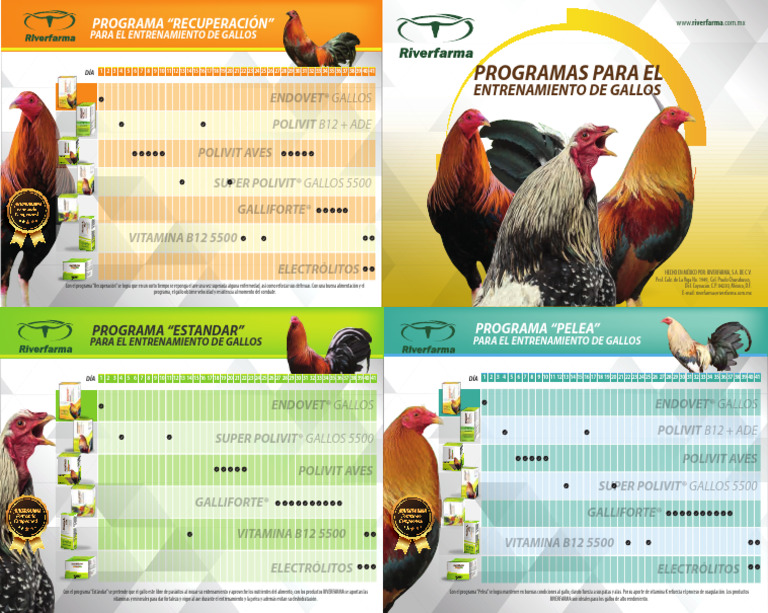 ENTRENAMIENTO GALLOS DIPTICO RIVERFARMA | PDF | Vitamina B12