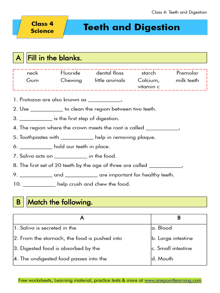Worksheet Class 4 Teeth and Digestion B | PDF | Tooth | Digestion