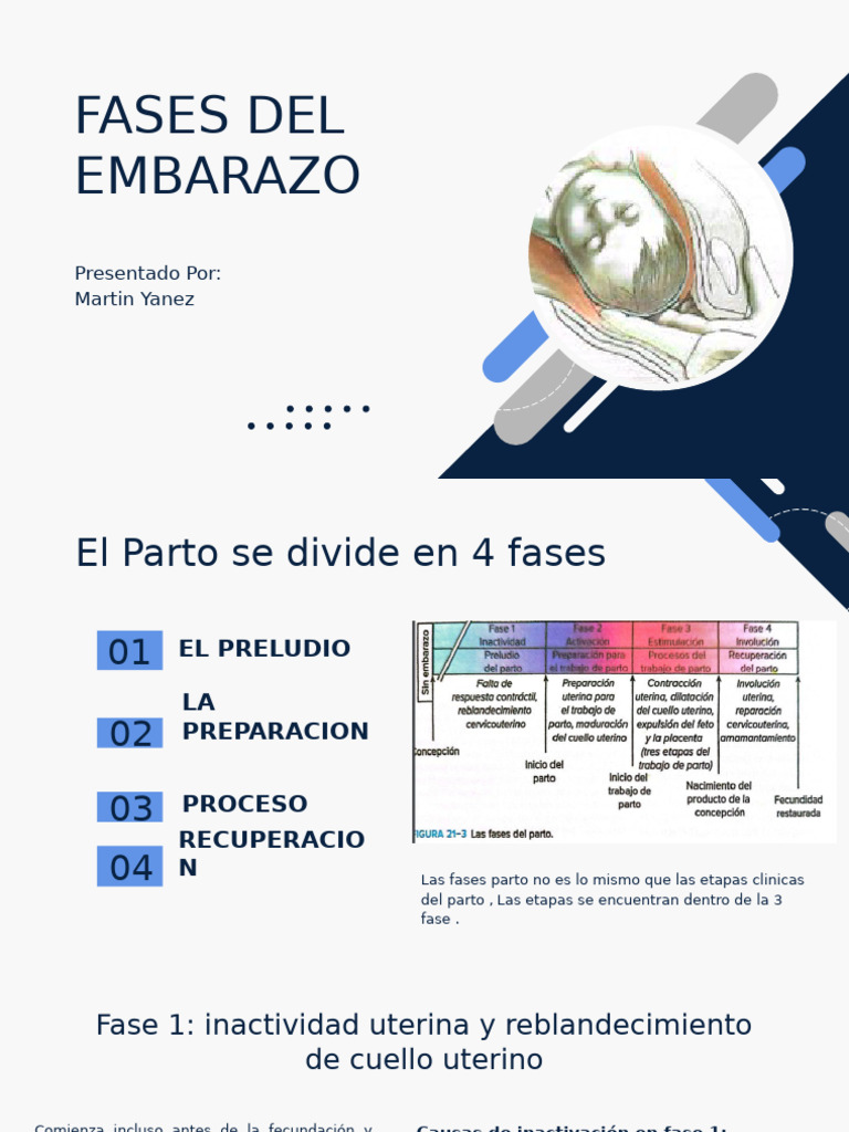 Fases del Parto: Proceso y Regulación | PDF | Parto | Placenta